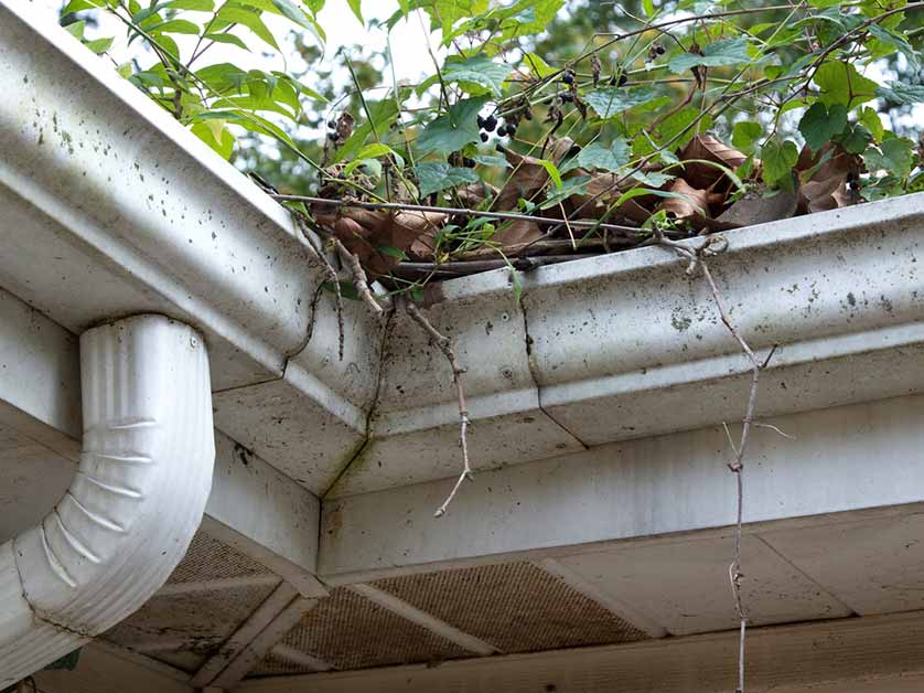 Common Culprits Behind Clogged Gutters